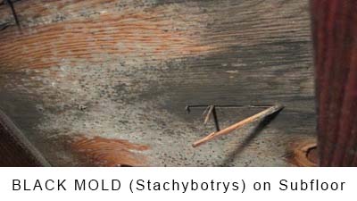 Types of Mold | Charlotte Crawlspace Solutions- Basement Waterproofing ...
